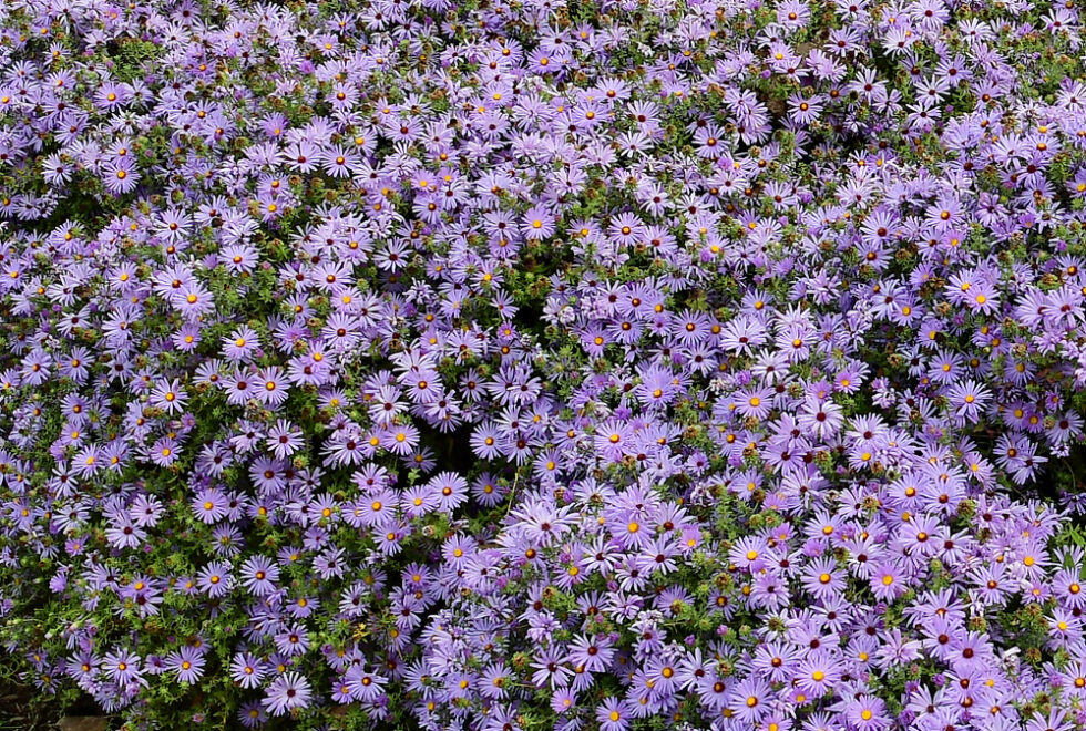 Aster 'Billowing Violet' PP32557 | Stonehouse Nursery