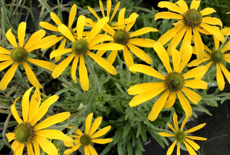 Rudbeckia 'Green Eyed Lady' PP36640 | Stonehouse Nursery