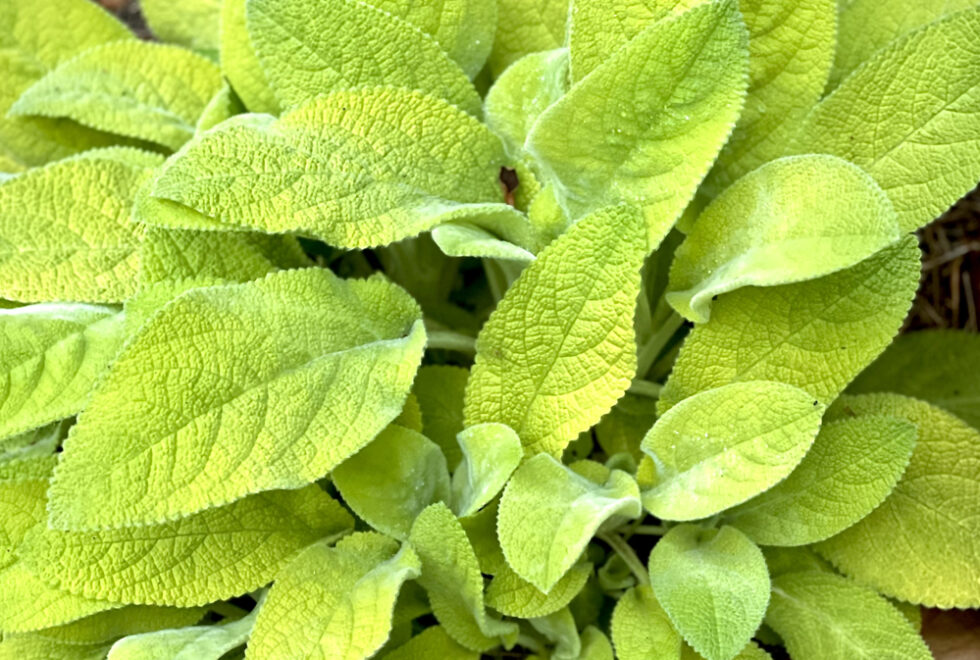 Stachys byzantina 'Key Lime' PPAF | Stonehouse Nursery